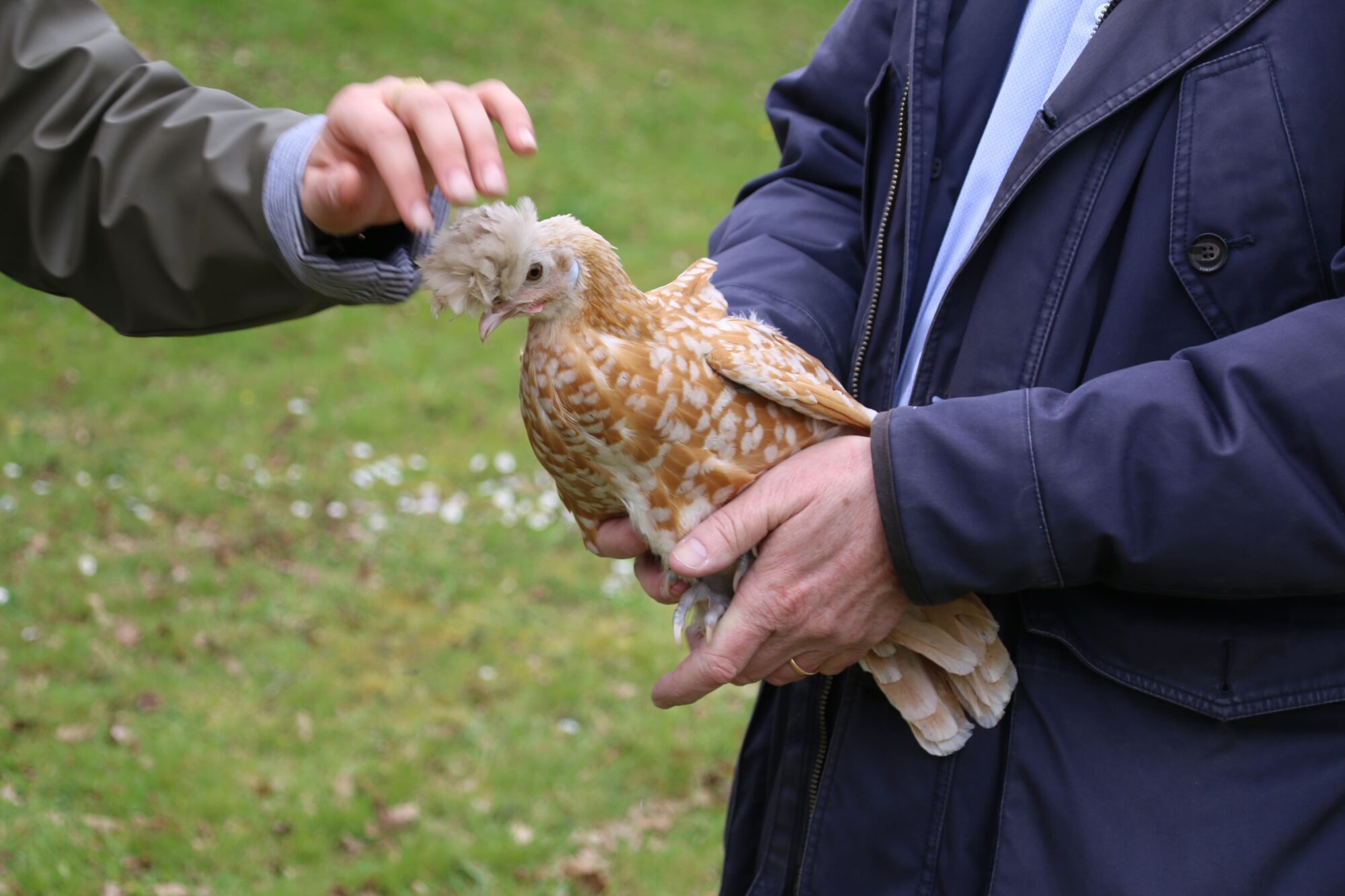 Comment attraper une poule ? - Magalli Comment attraper une poule ? - Magalli