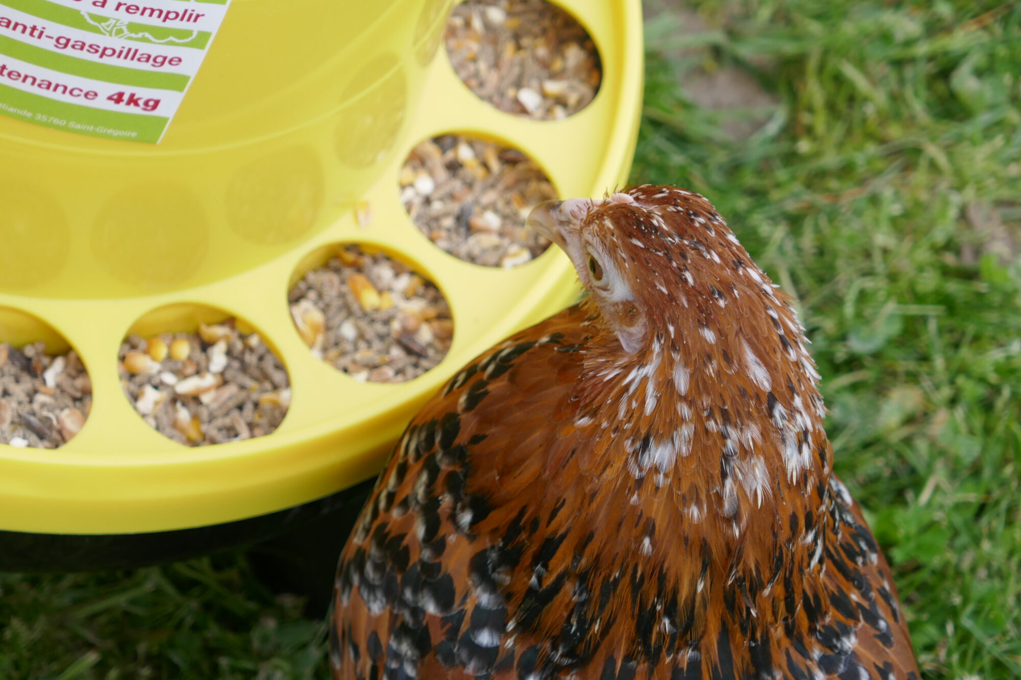 Pourquoi proposer des aliments complets à vos poules ?- Magalli