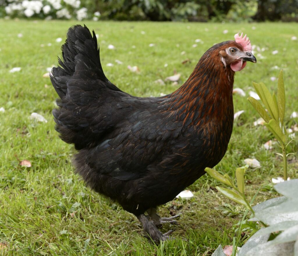 Poule Marans - Magalli