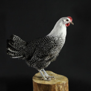 Poule Braekel - Magalli