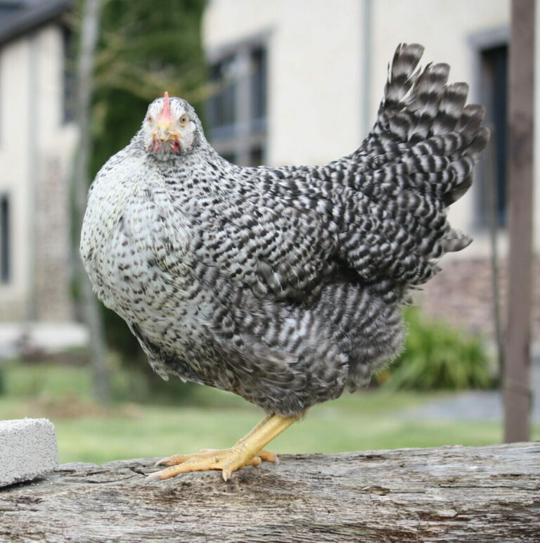 Poule Coucou - La poule pondeuse Coucou - Magalli