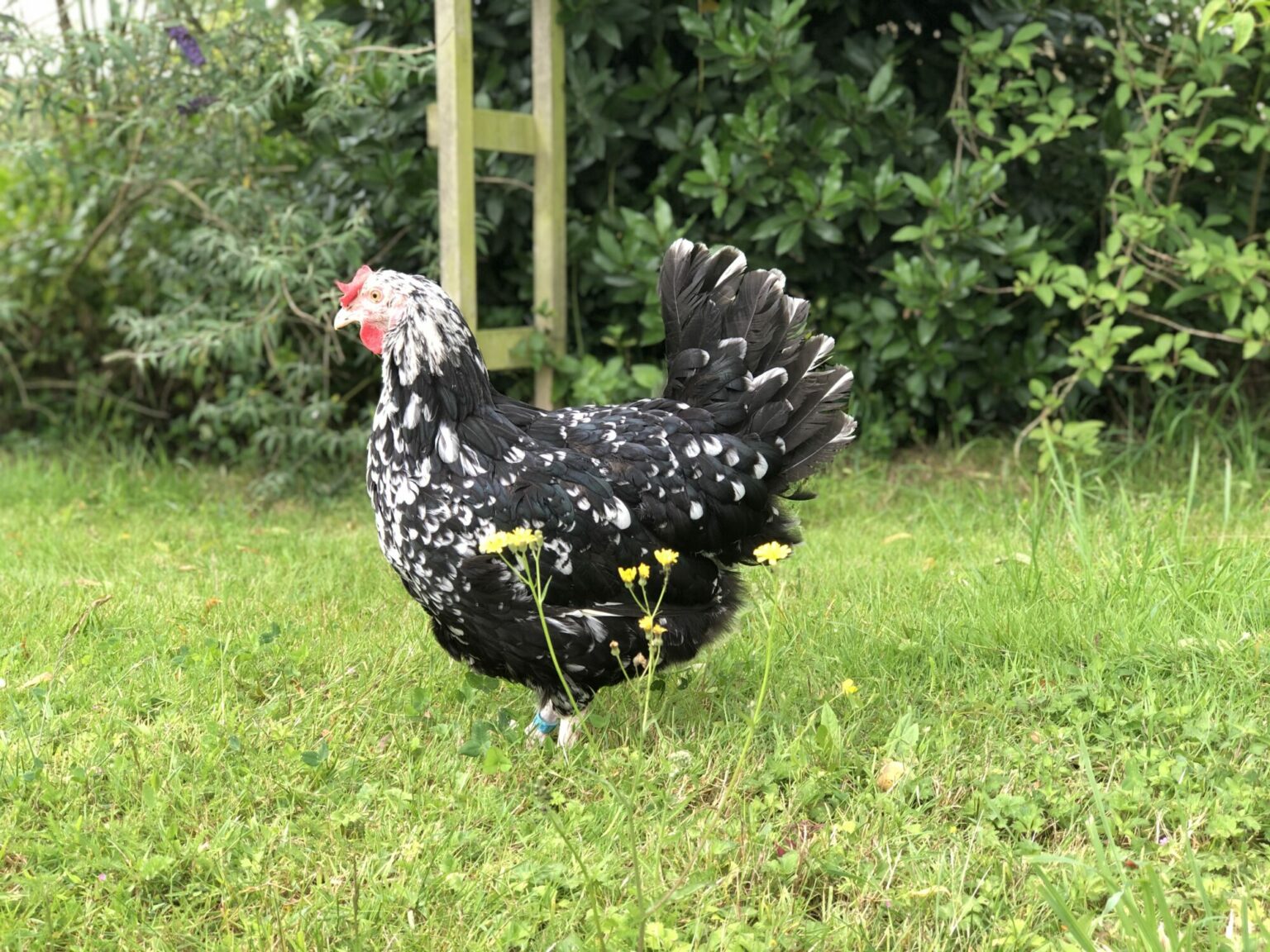 Poules races patrimoniales : races de poules à adopter | Magalli