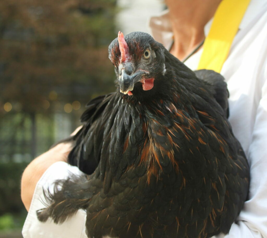 10 expressions faisant intervenir les poules - Magalli