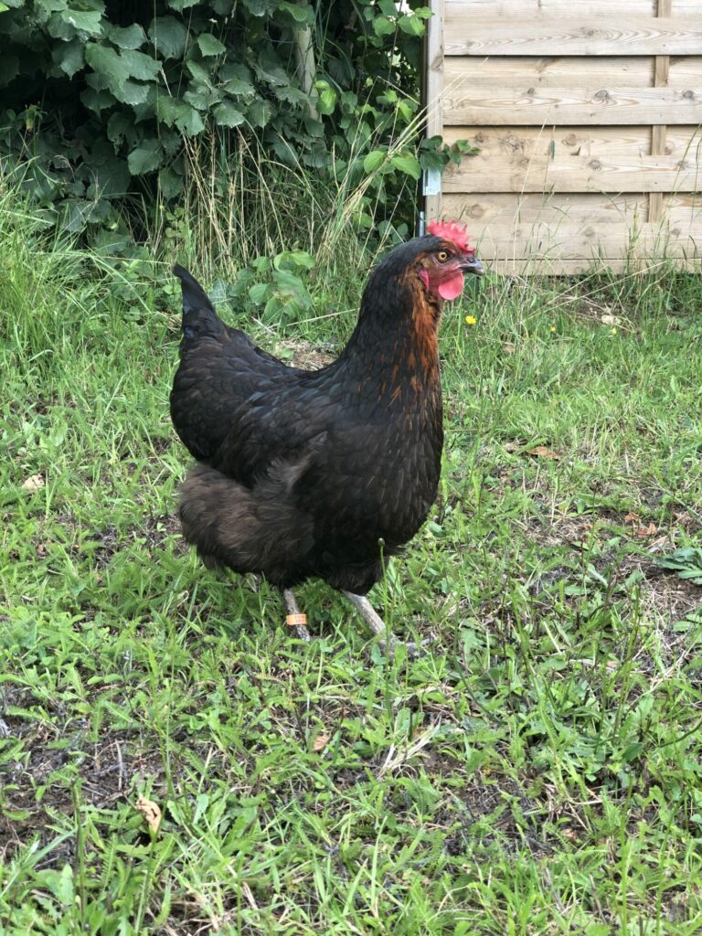 Poule Noirans - La poule pondeuse Noirans- Magalli