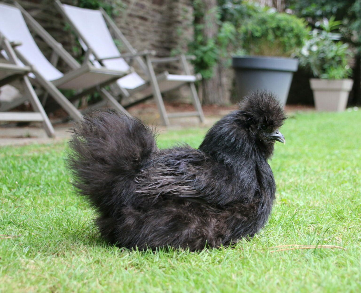 Poule Soie - La poule d'ornement Soie - Magalli