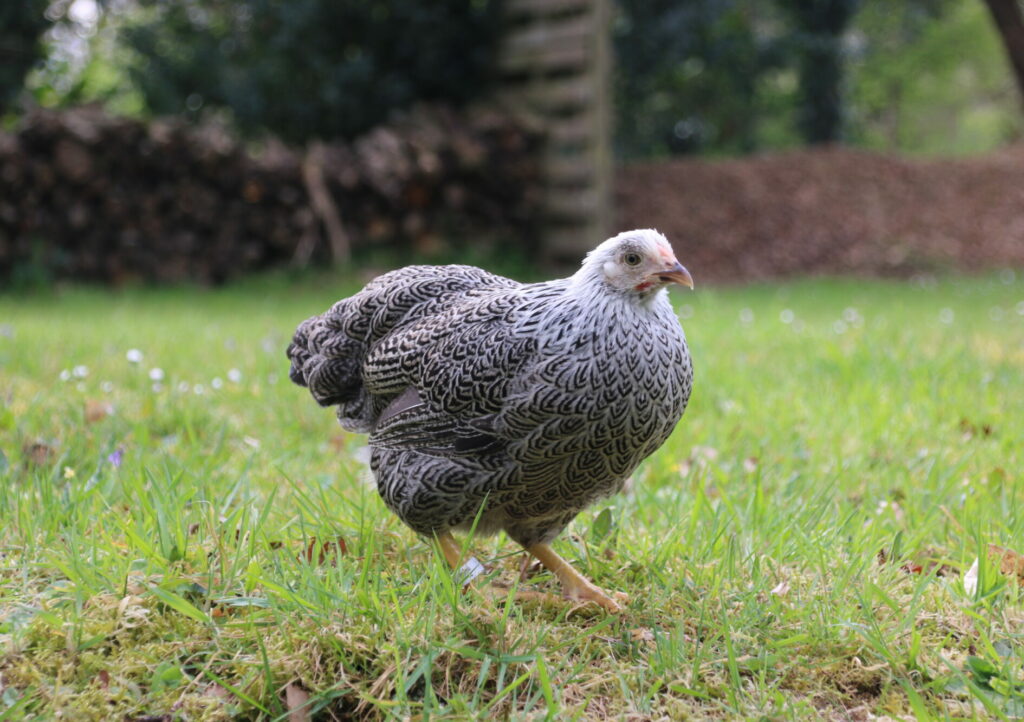 Poule Wyandotte - Magalli