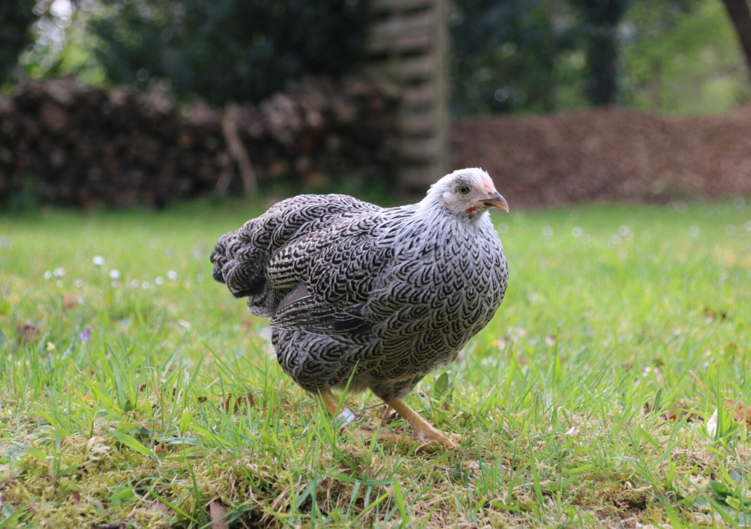 Poule Wyandotte - Magalli