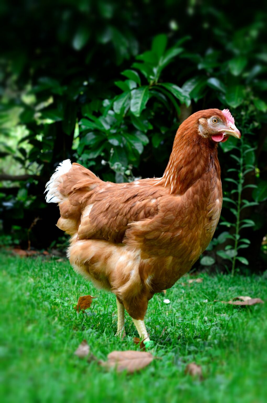 Poule Rousse - La poule pondeuse Rousse - Magalli