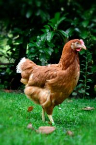 Poule Rousse - La poule pondeuse Rousse - Magalli