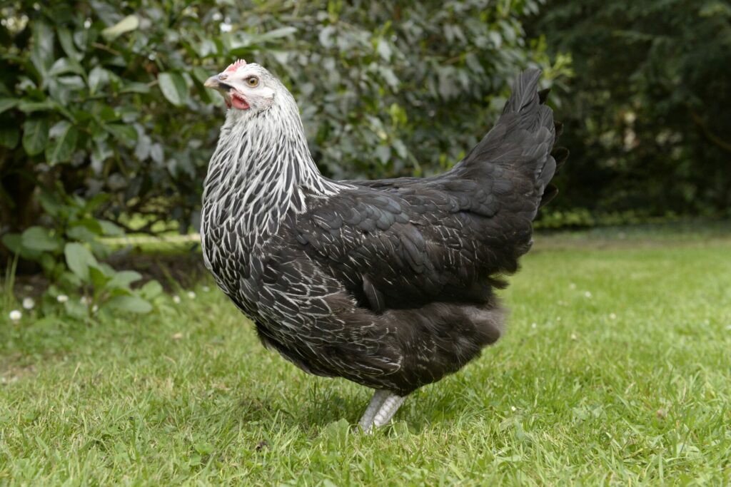 Poule Médicis - La poule pondeuse Médicis - Magalli