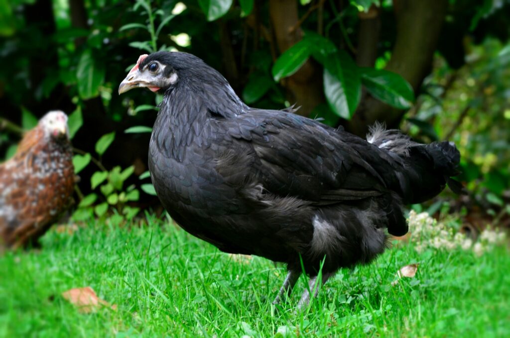 Poule Gauloise Grise - La poule Gauloise à adopter ! - Magalli