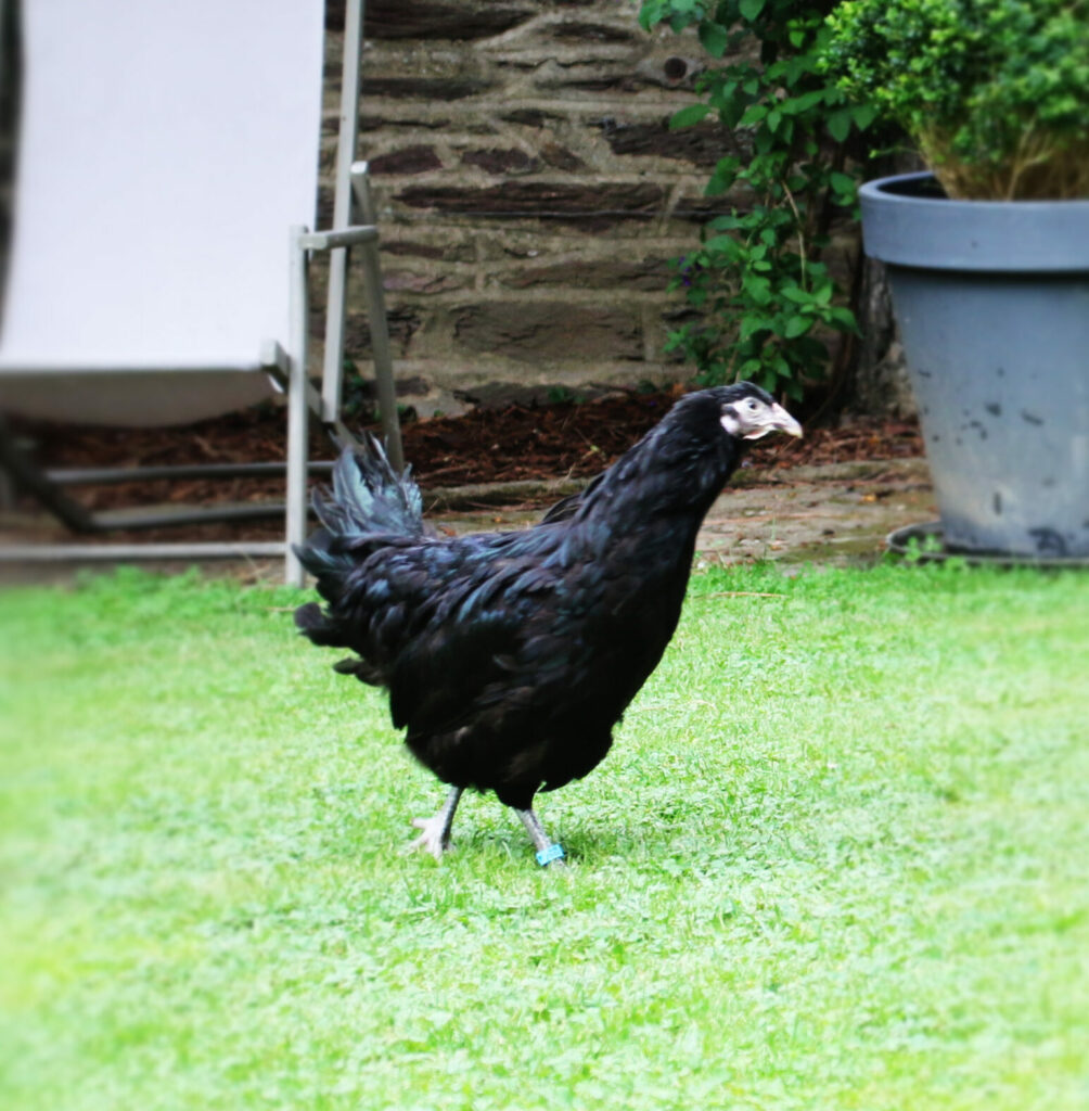 Poule Gauloise Grise - La poule Gauloise à adopter ! - Magalli