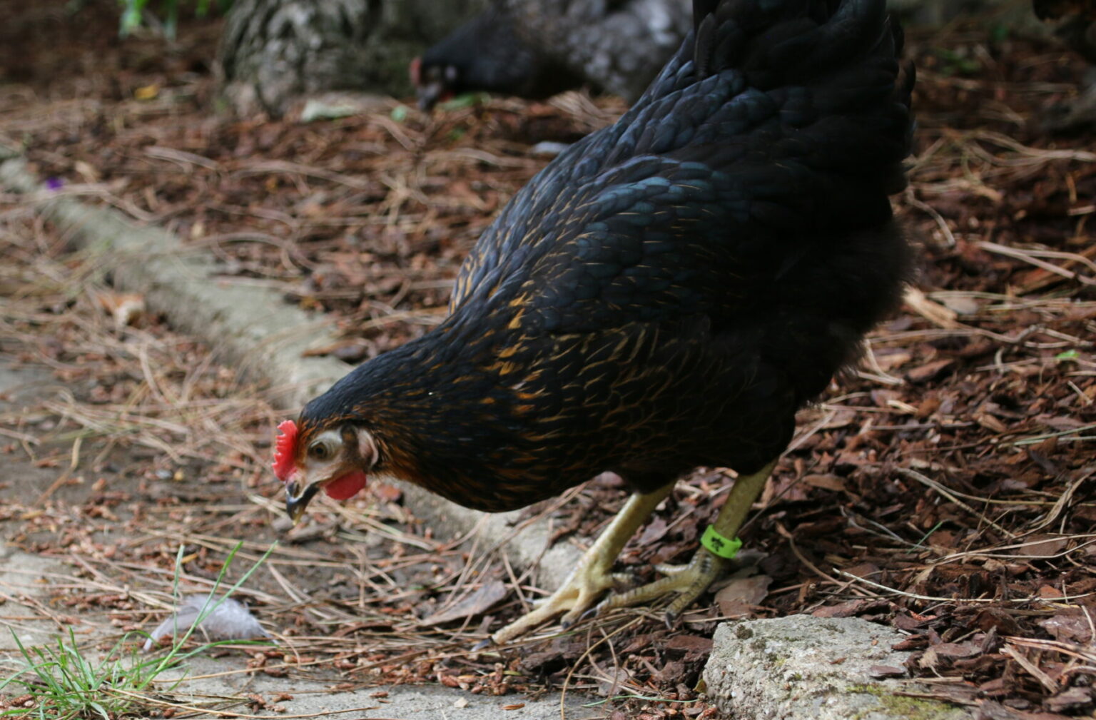 Nos races de poules pondeuses à adopter | Magalli
