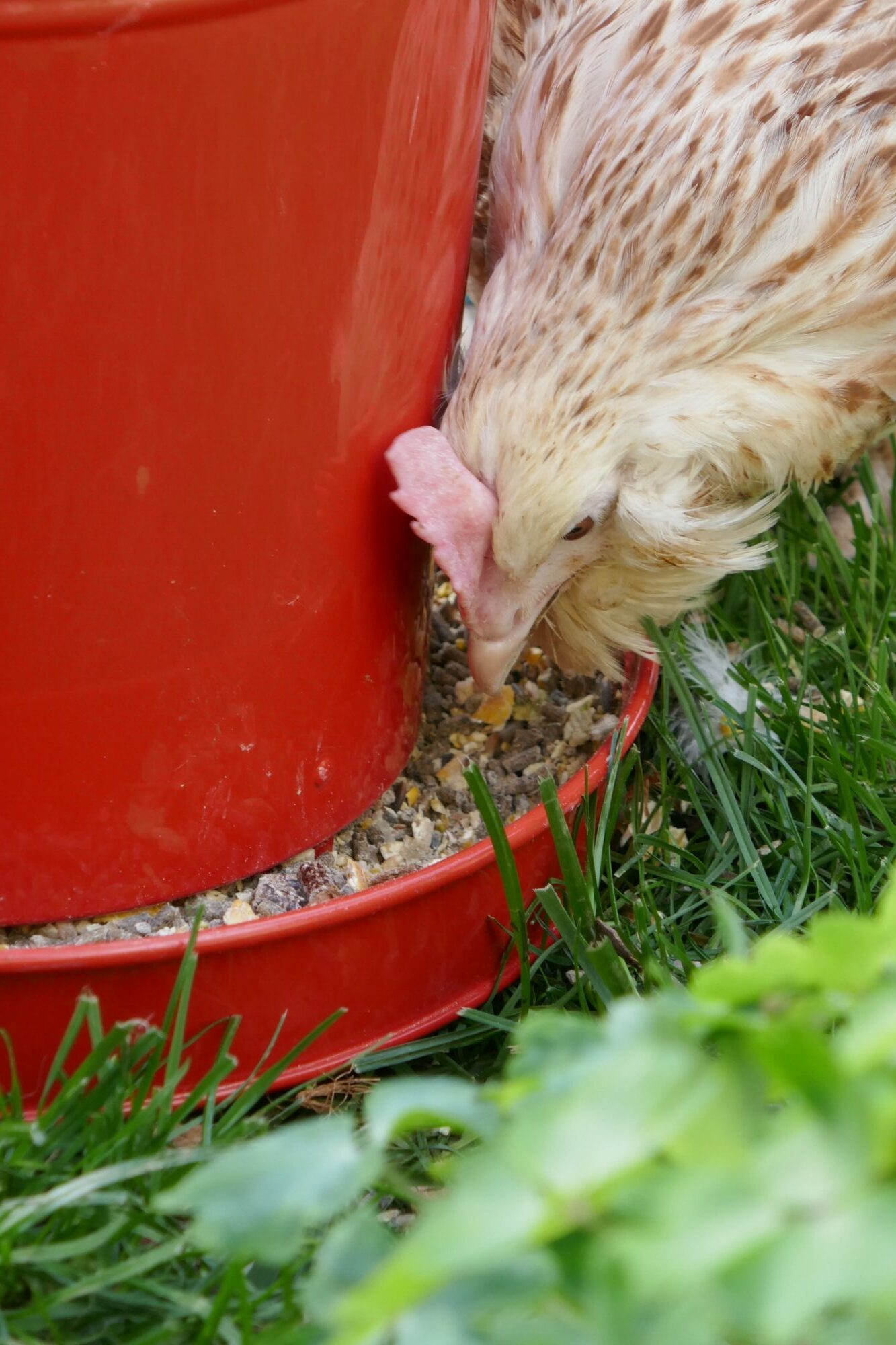 Quel aliment complet est adapté à ma poule ?- Magalli