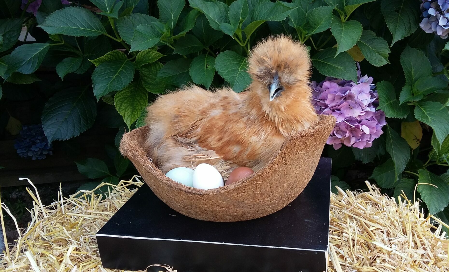 L'importance du nid pour ma poule - Magalli