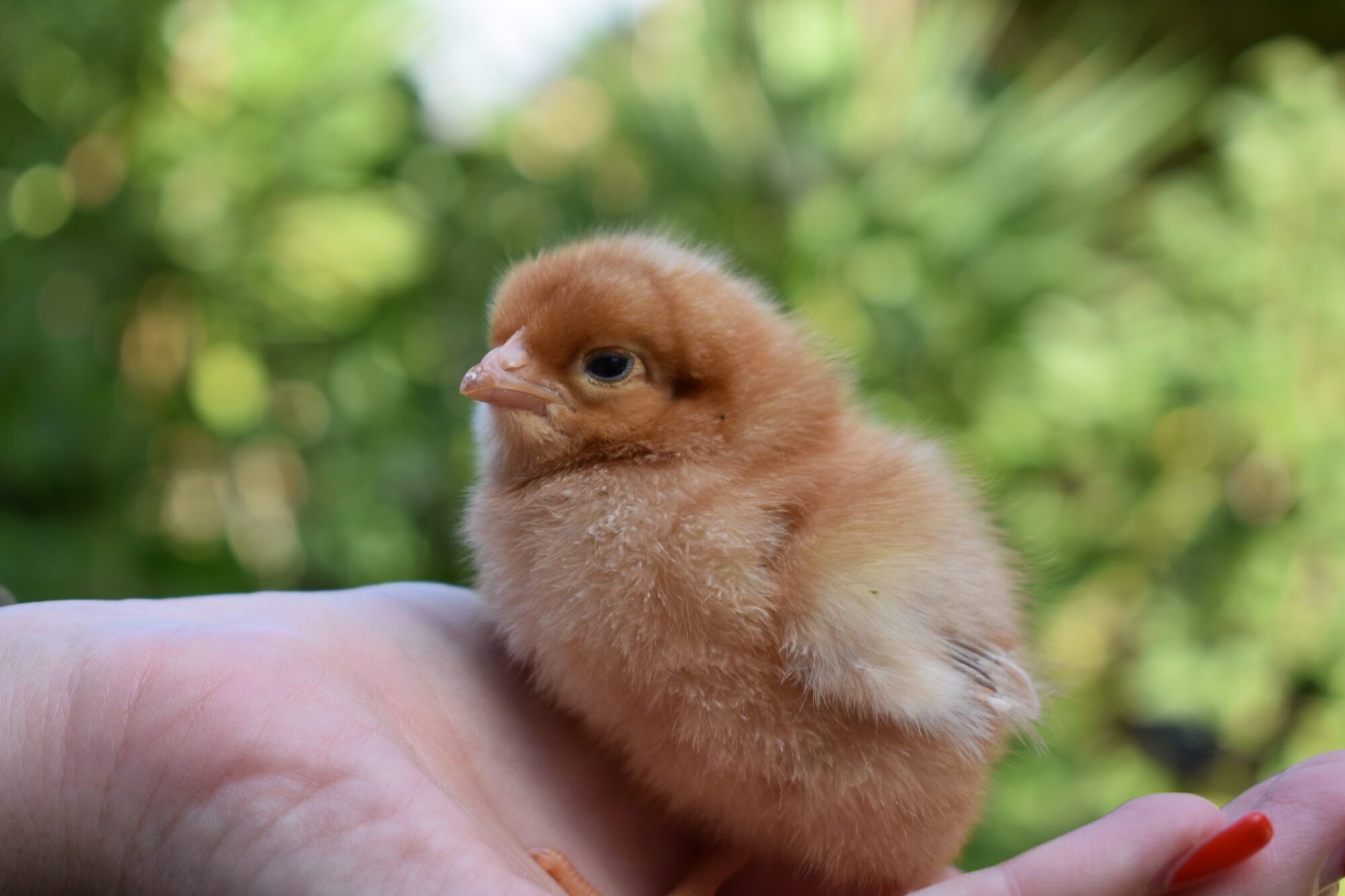 Comment aider mon poussin à bien grandir ?- Magalli