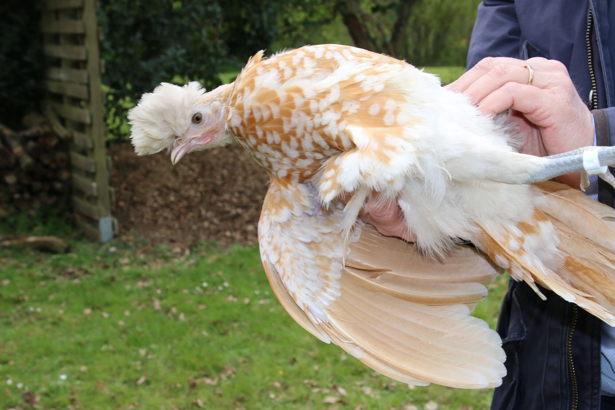 Comment créer une relation avec ma poule de compagnie Comment créer une relation avec ma poule de compagnie