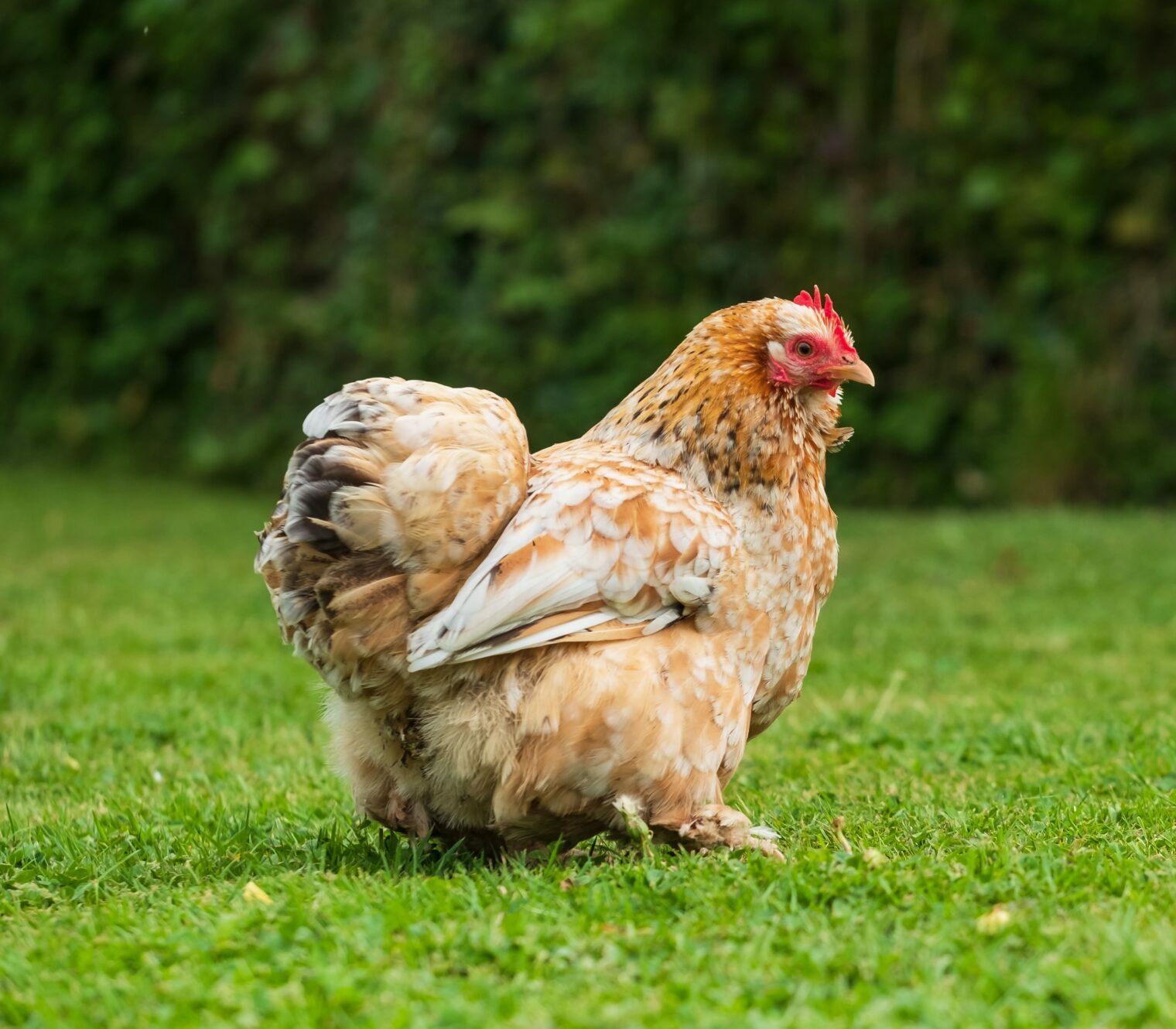 5 astuces pour rendre vos poules heureuses | Magalli