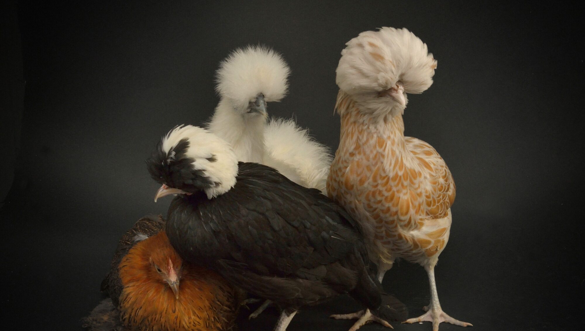 Les 10 plus belles races de poules ornementales - Magalli