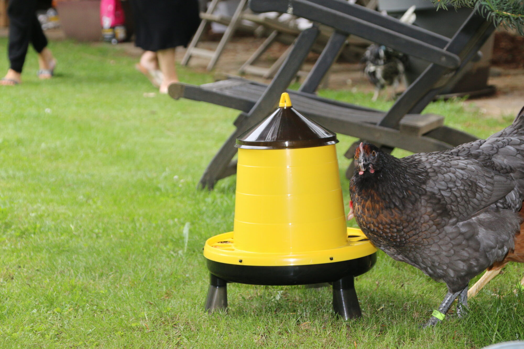 A quel moment donner à manger à ses poules ? | Magalli